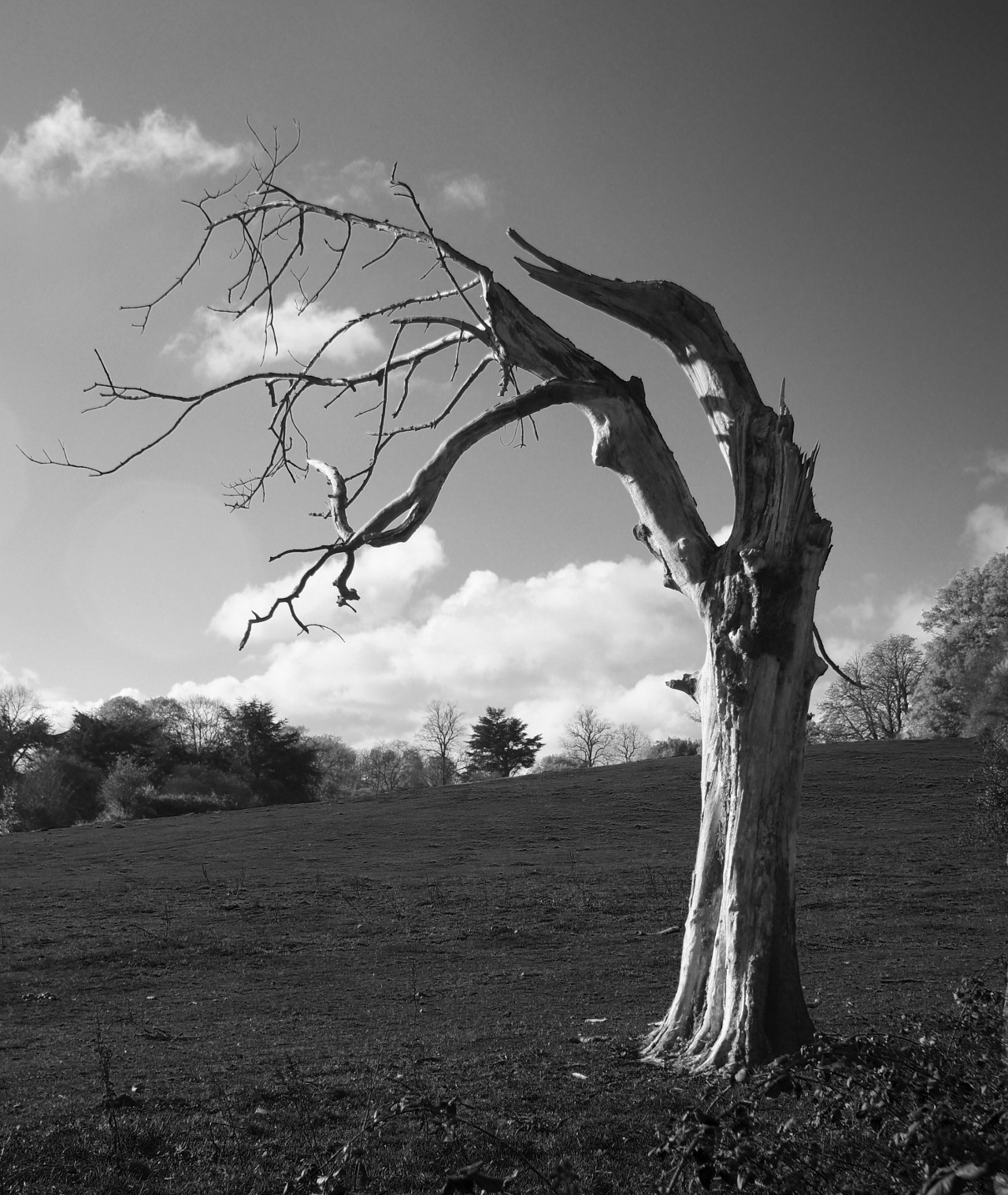 Dead/blasted trees? - Forum - DakkaDakka